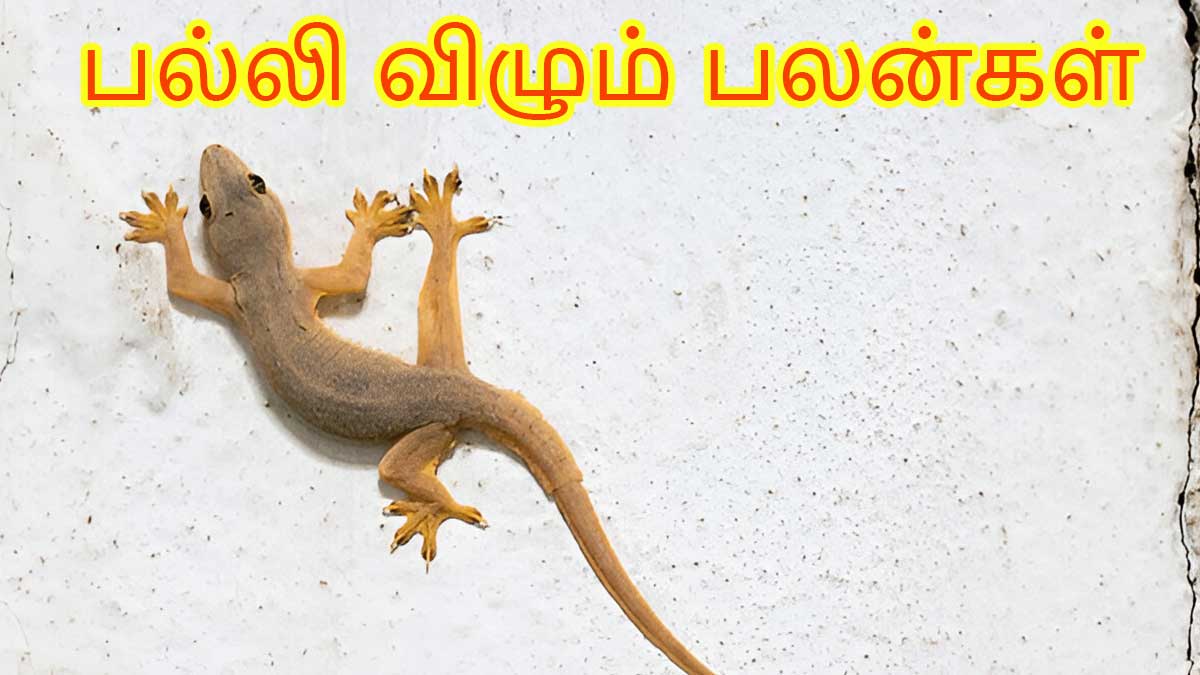 பல்லி விழும் பலன்கள்: உங்கள் உடலில் எந்தப் பகுதியில் பல்லி விழுந்தால் ...